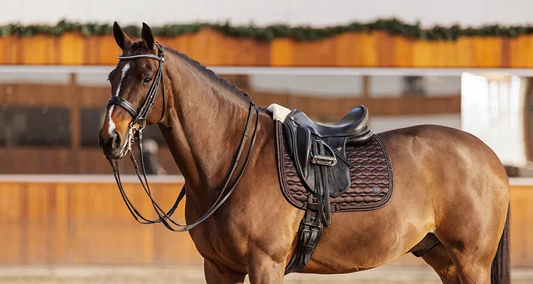 HV Polo Online Shop | FUNDIS Equestrian